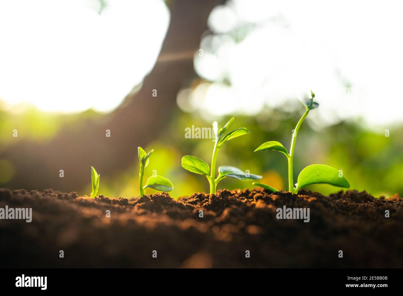 Tree growth-Three saplings are growing on the soil and a natural green ...