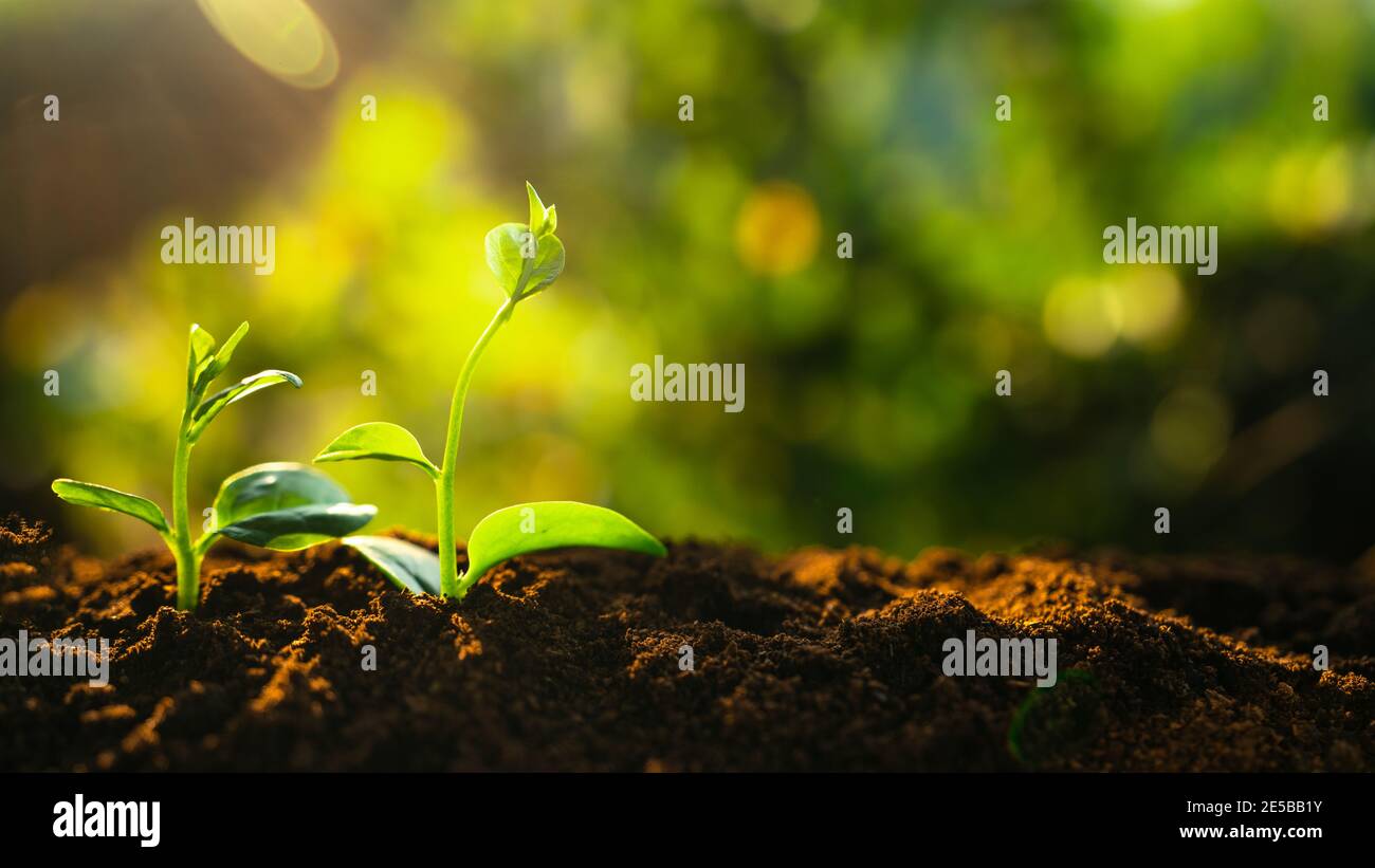 Tree growth-Three saplings are growing on the soil and a natural green ...