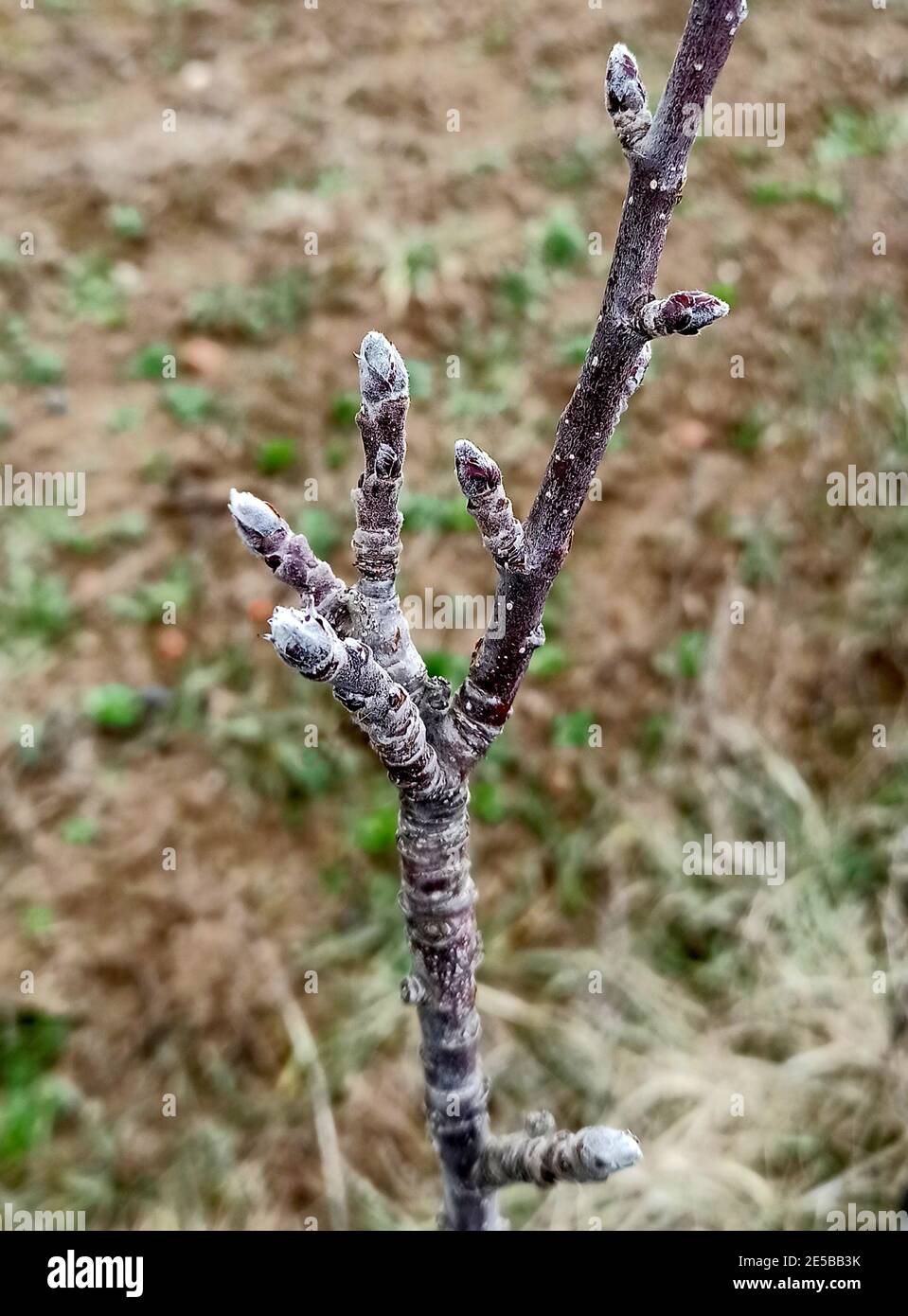 Apple bud stages hi-res stock photography and images - Alamy