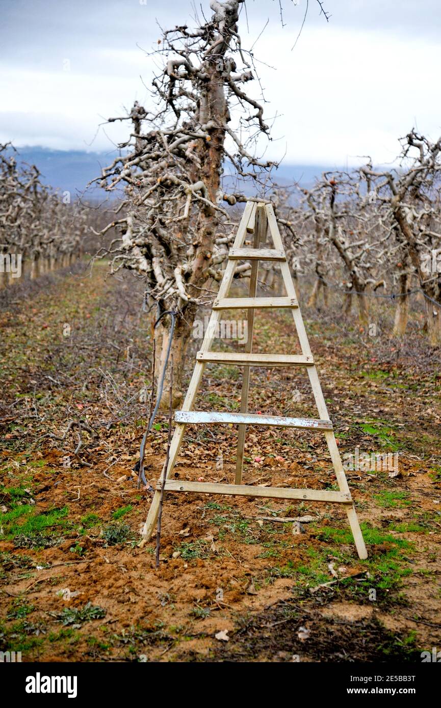 winter season. wooden ladder to pruning apple trees in an orchard Stock ...