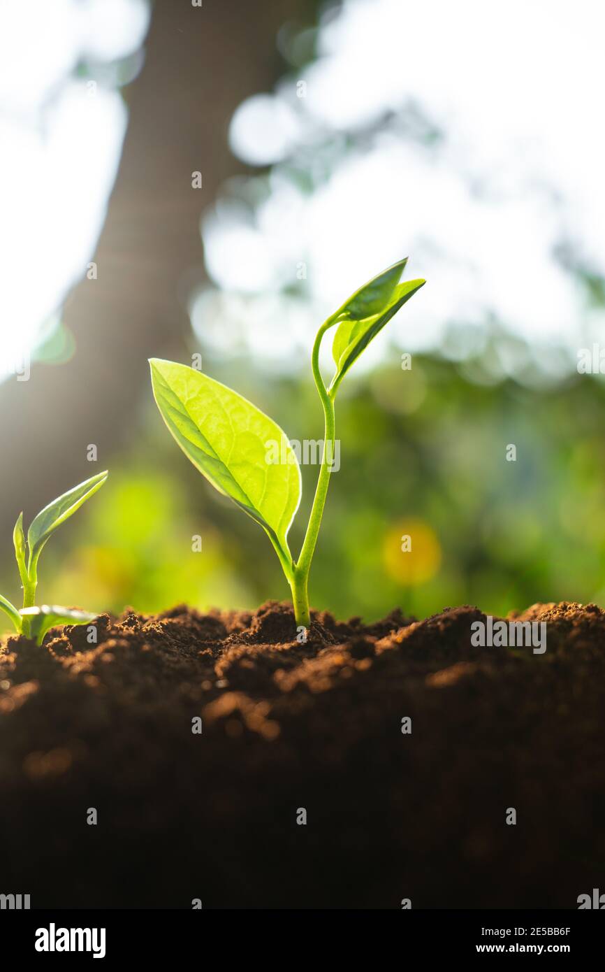 Tree growth-Three saplings are growing on the soil and a natural green ...