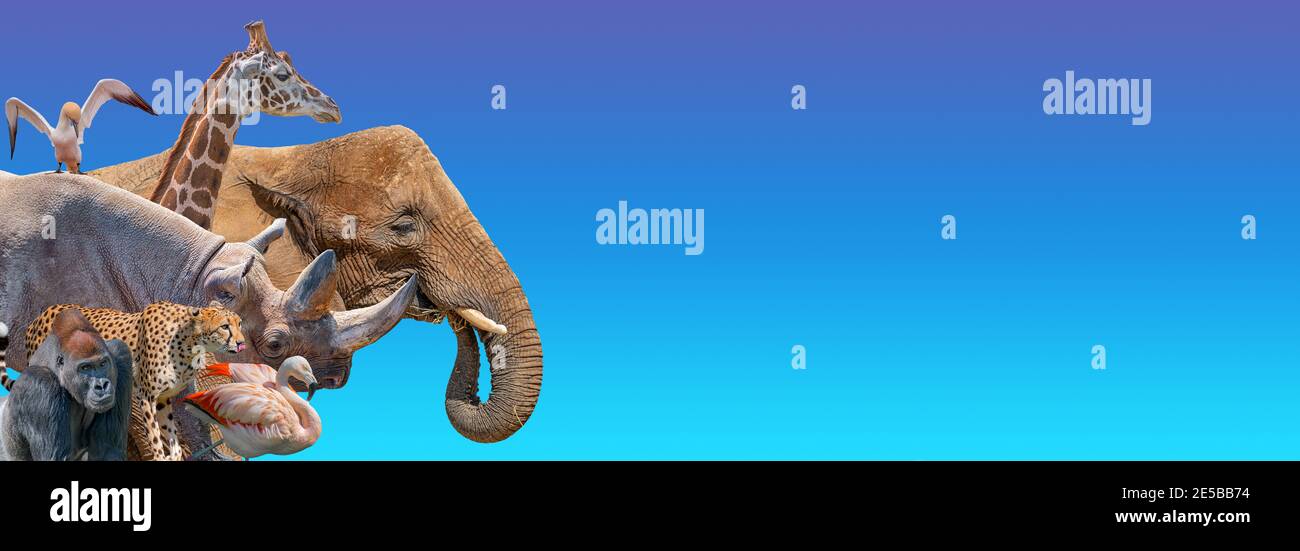 Banner with most vulnerable wildlife animals in Africa, rhino, cheetah ...