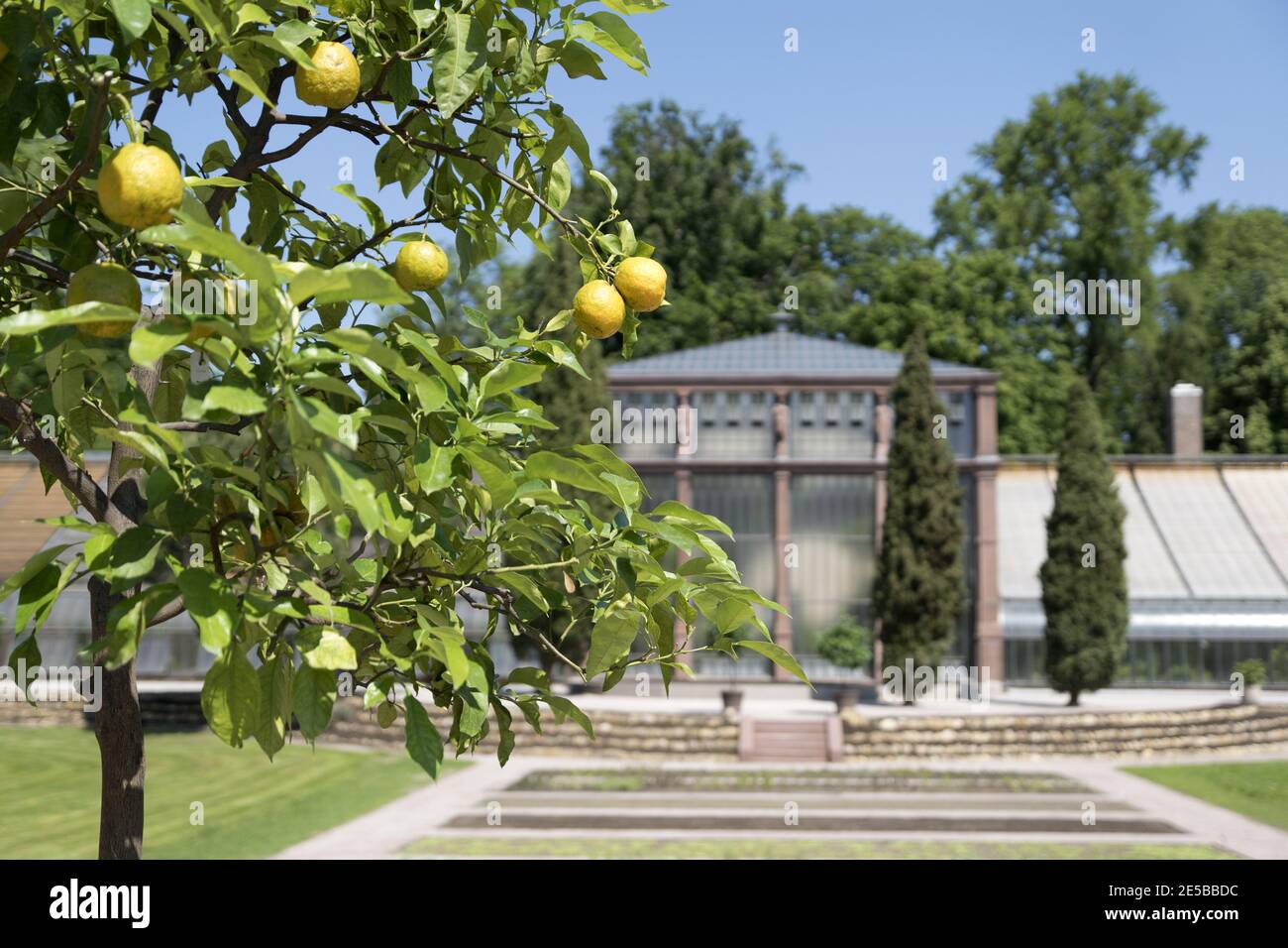 Karlsruhe Botanical Gardens with lemon tree, Germany: This “oasis of ...