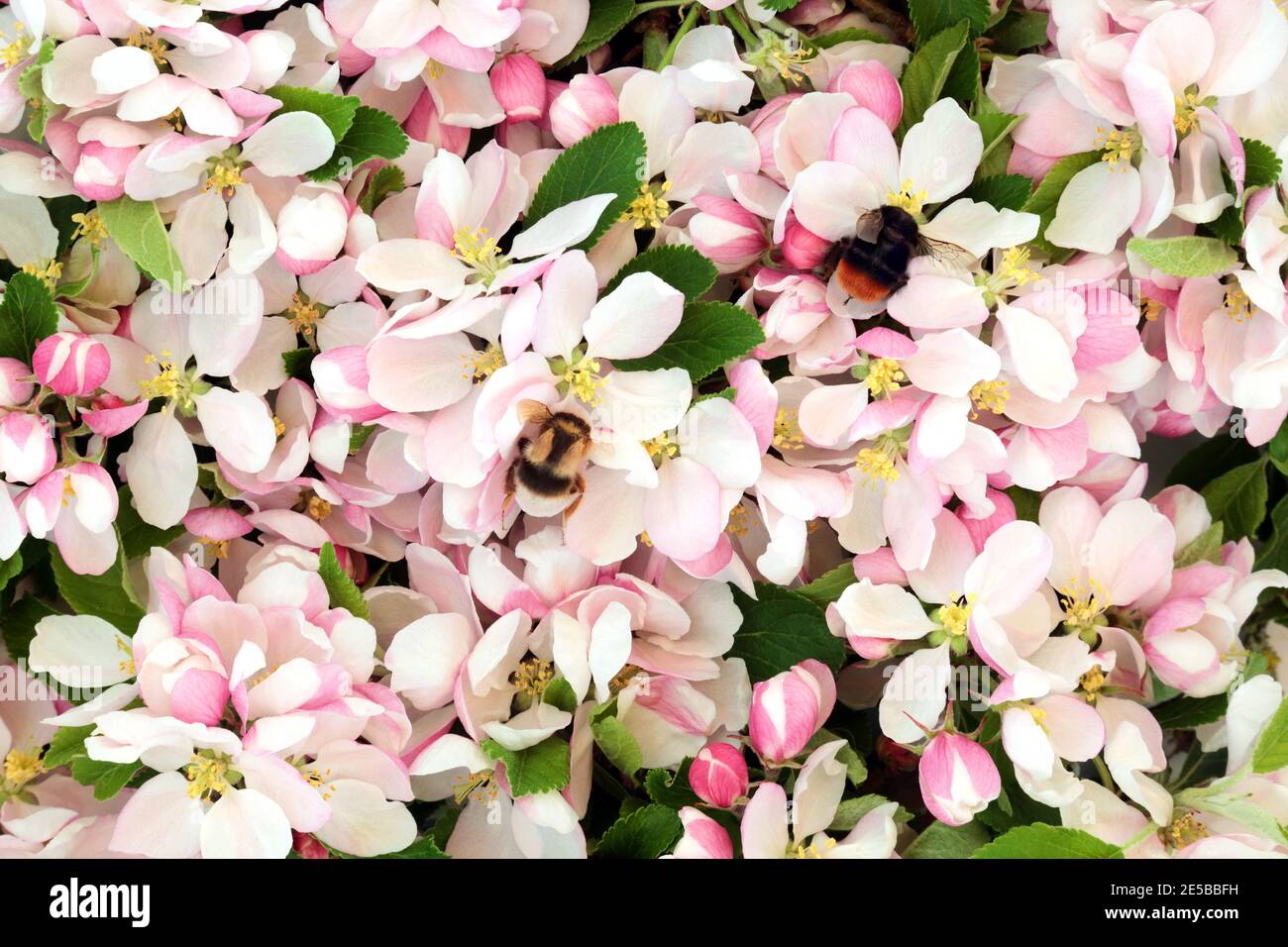 Honey from specific flowers hi-res stock photography and images - Alamy