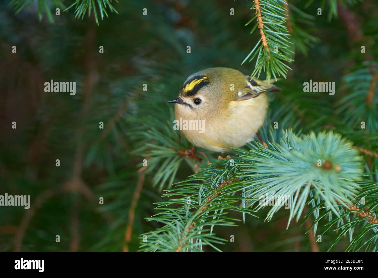 Goldcrest (Regulus regulus) foraging on insects in spruce branches Stock Photo - Alamy