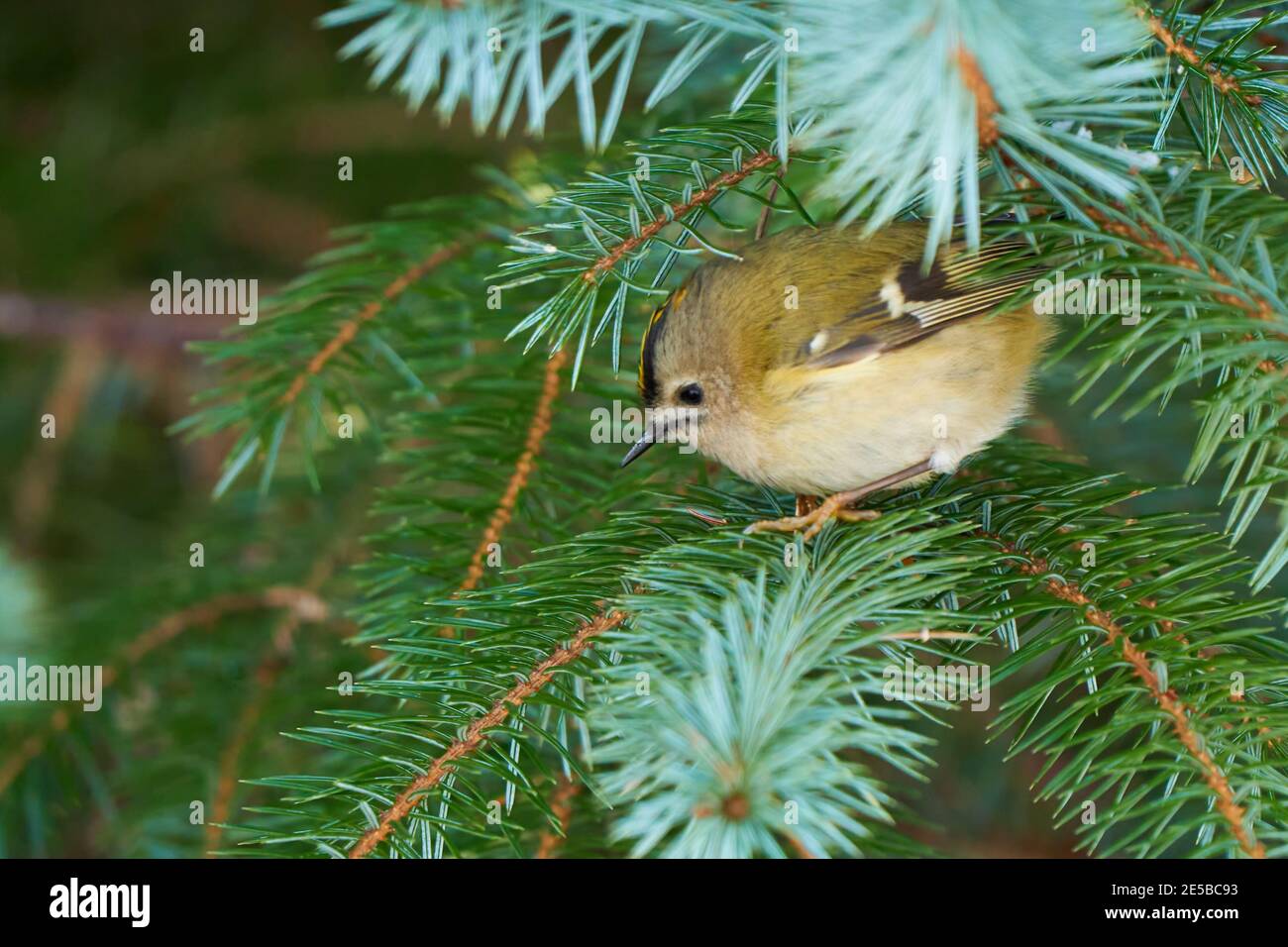 Goldcrest (Regulus regulus) foraging on insects in spruce branches ...