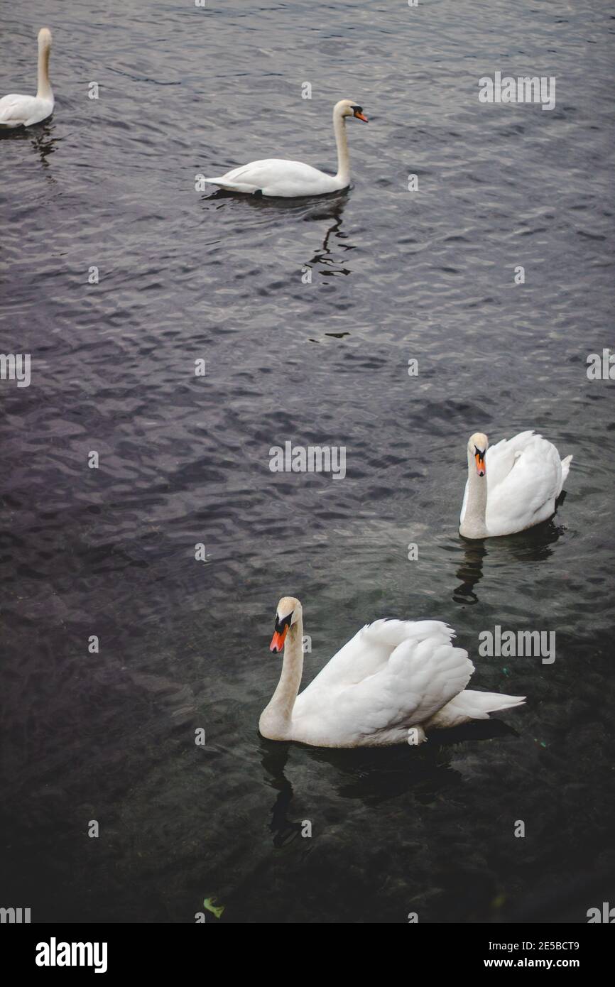 Swans on lake como hi-res stock photography and images - Alamy