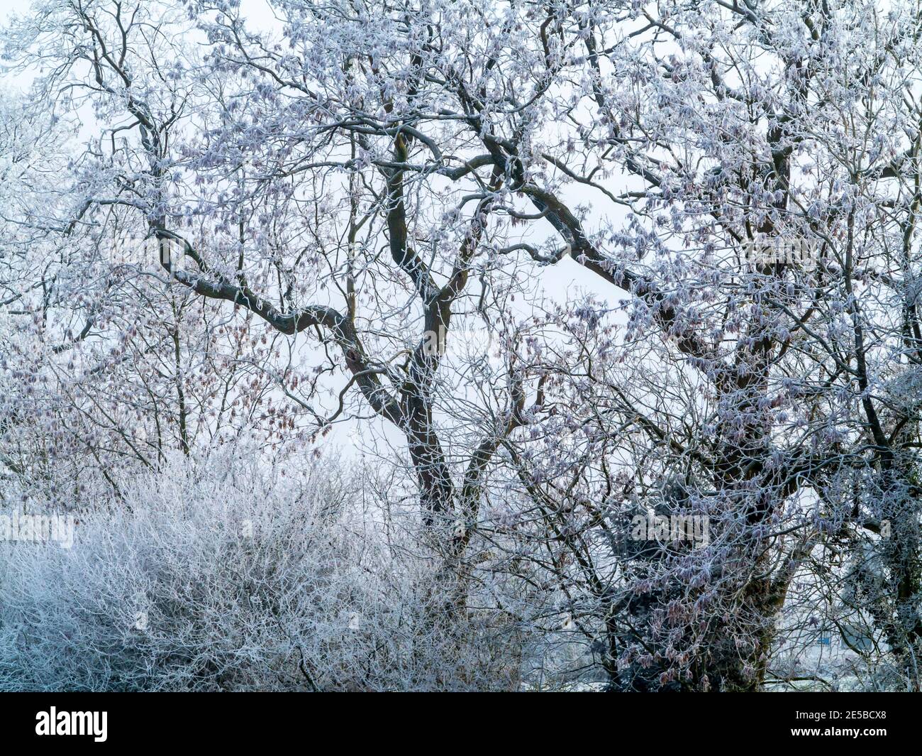 Frost landscape tree trees hi-res stock photography and images - Alamy
