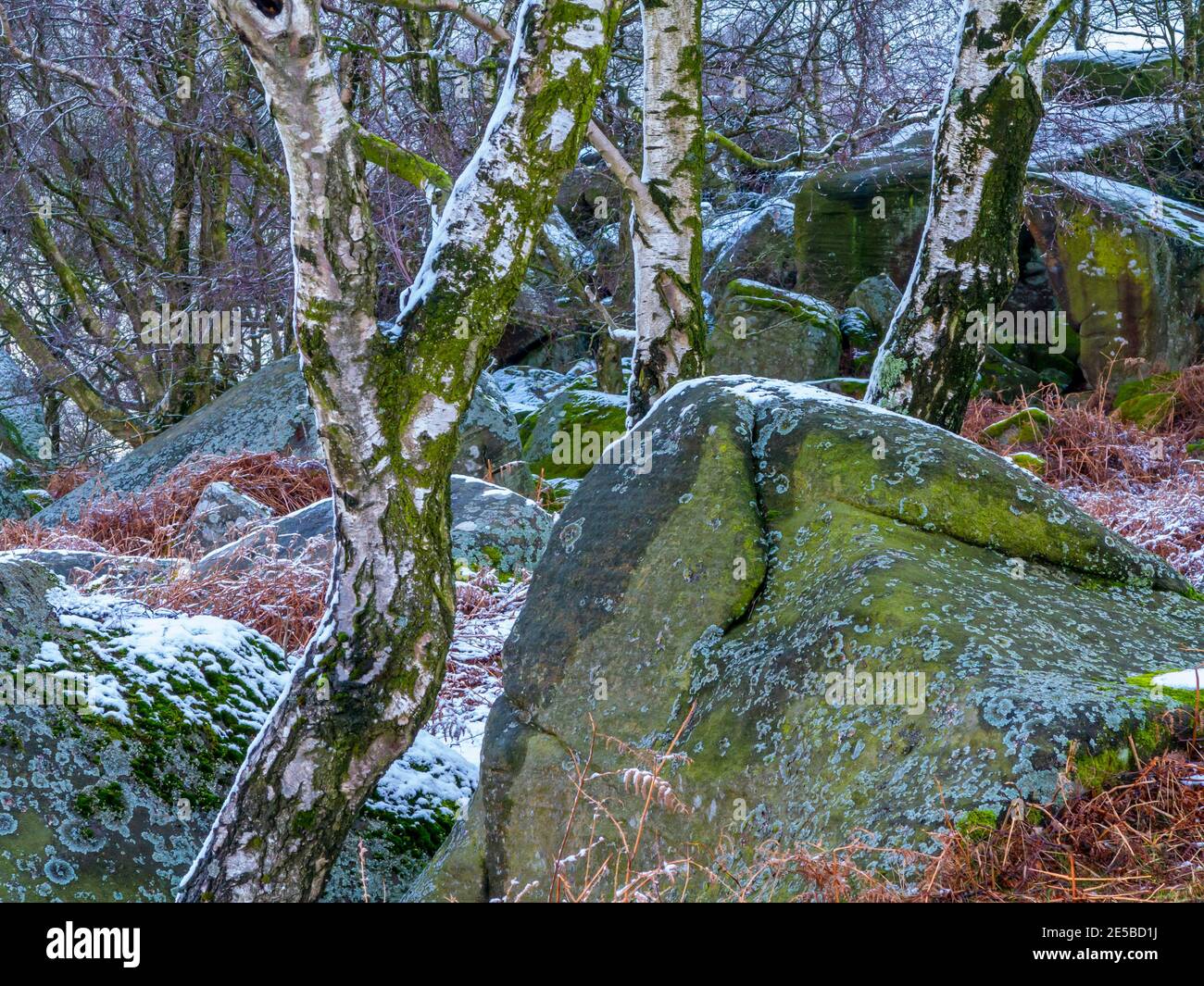 Winter view with trees and snow covered rocks at Gardom's Edge near ...