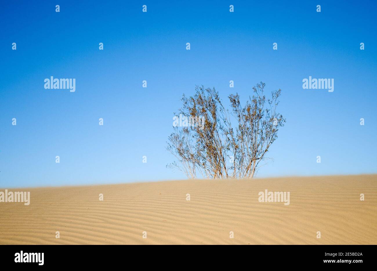 Closeup shot of a sand wave texture in the desert on sand hill with a ...