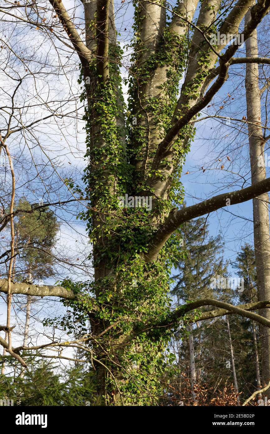 big massive tree with a lot of green juicy ivy wrapping around the ...
