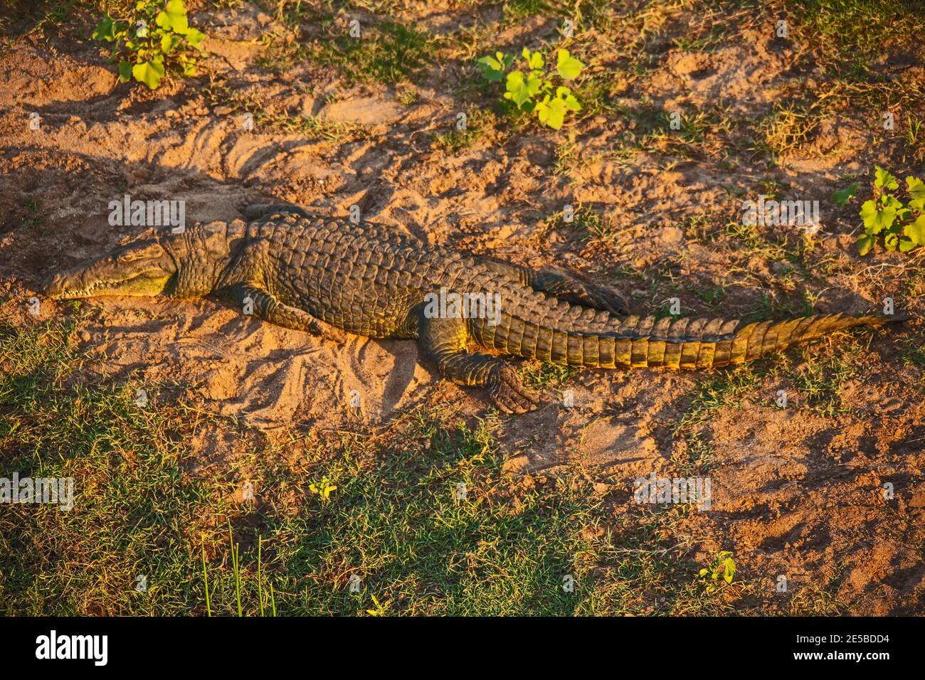 Crocodylus niloticus skin hi-res stock photography and images - Alamy