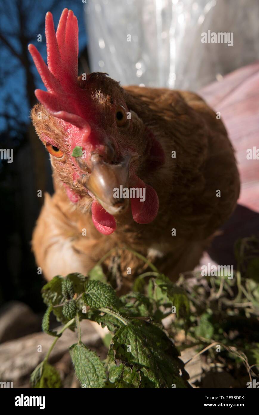 red chicken looking at camera close up Stock Photo - Alamy