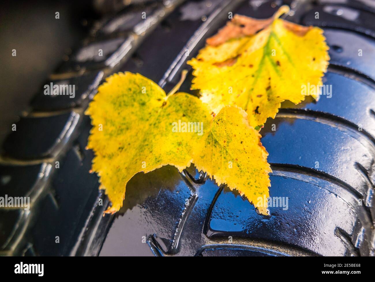Crushed by wheels hi-res stock photography and images - Alamy