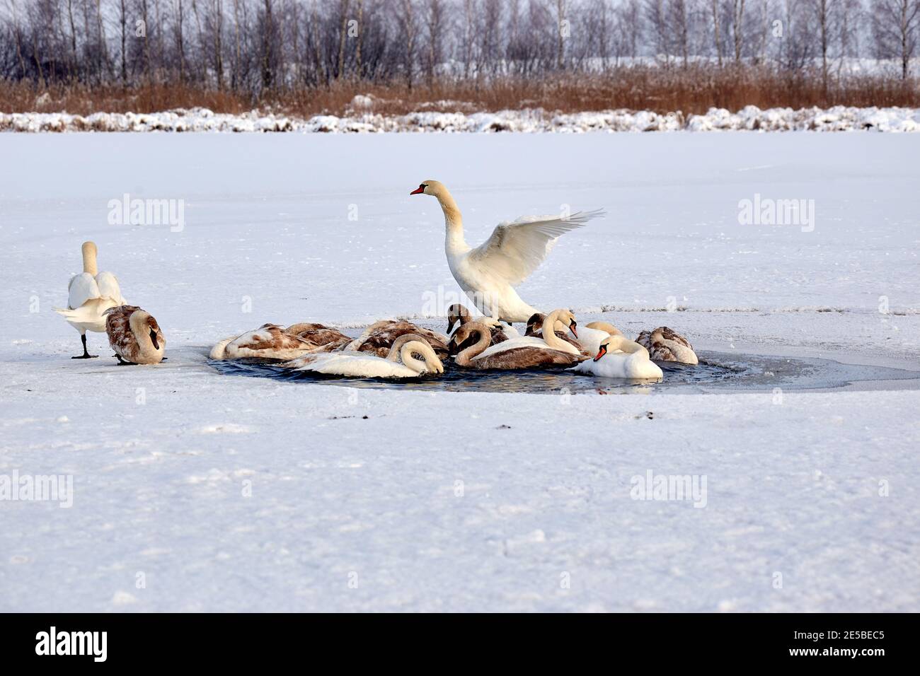 A flock of swans freezes from cold on a winter ice lake Stock Photo - Alamy