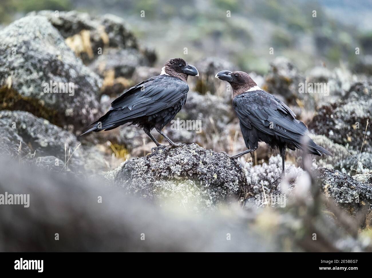 Raven cliffs wilderness hi-res stock photography and images - Alamy