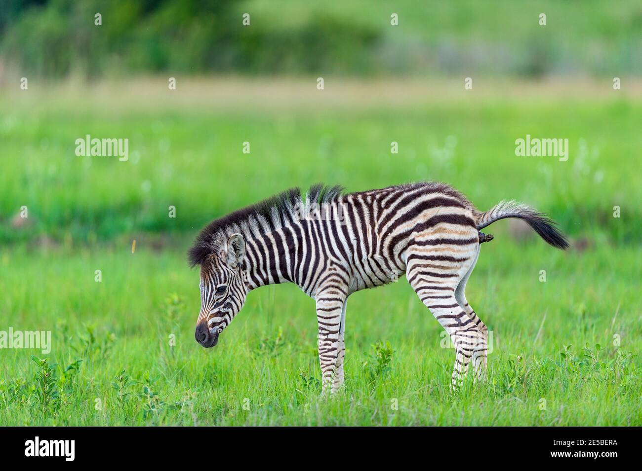 A Zebra and her foal can be seen in Zimbabwe's Hwange National Park ...