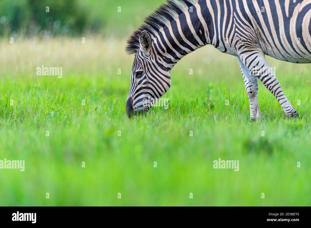 A Zebra and her foal can be seen in Zimbabwe's Hwange National Park ...