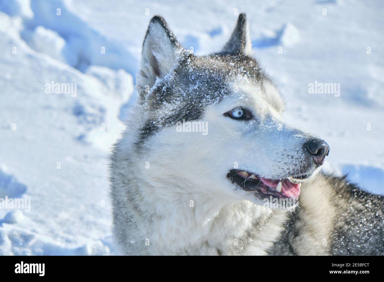 Siberian Husky Snow Wallpaper