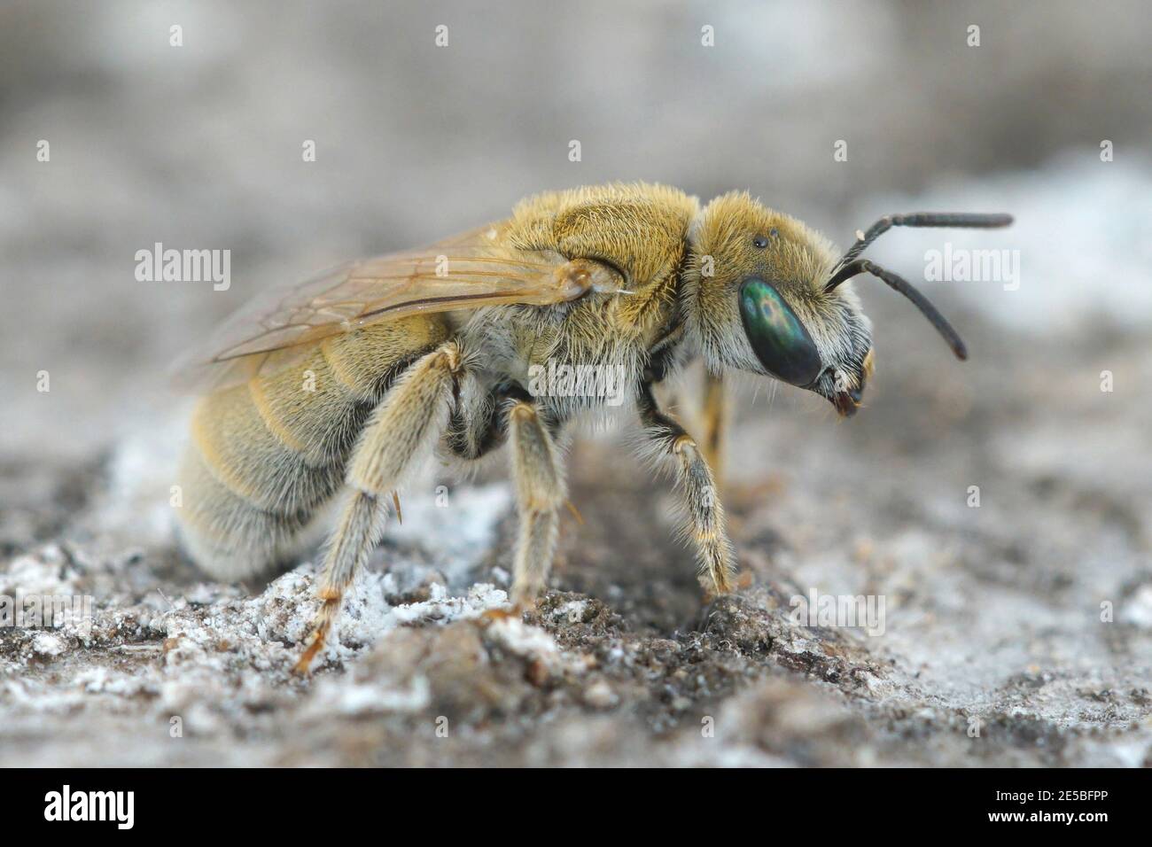 Vestitohalictus pollinosus hi-res stock photography and images - Alamy