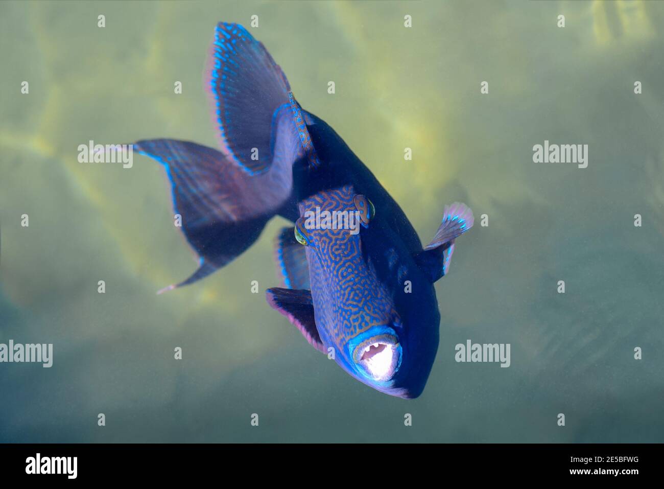 Predatory fish in the red sea, close-up Stock Photo - Alamy