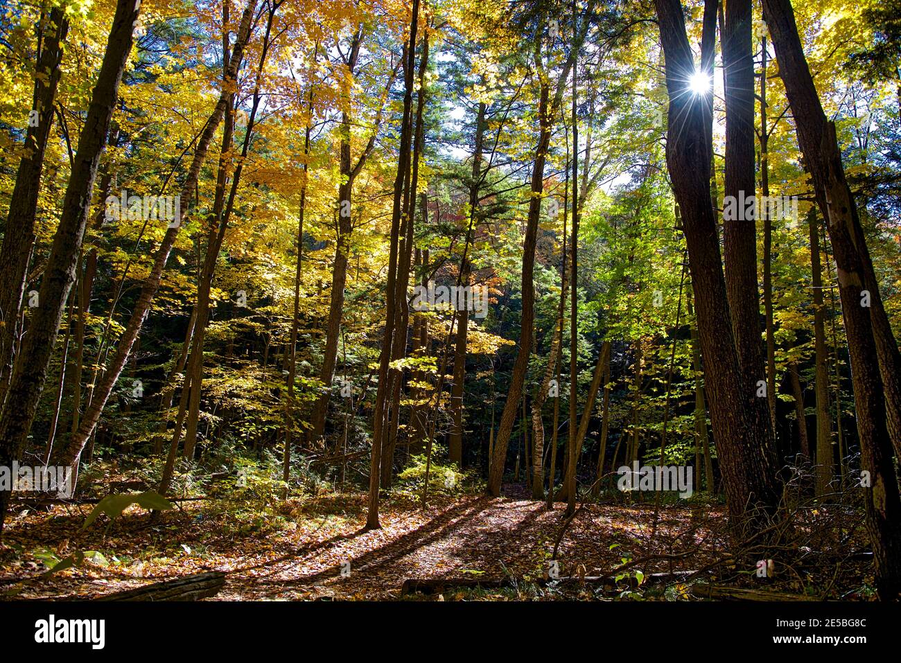Autumn scene. Tree with sun light between branches Stock Photo - Alamy