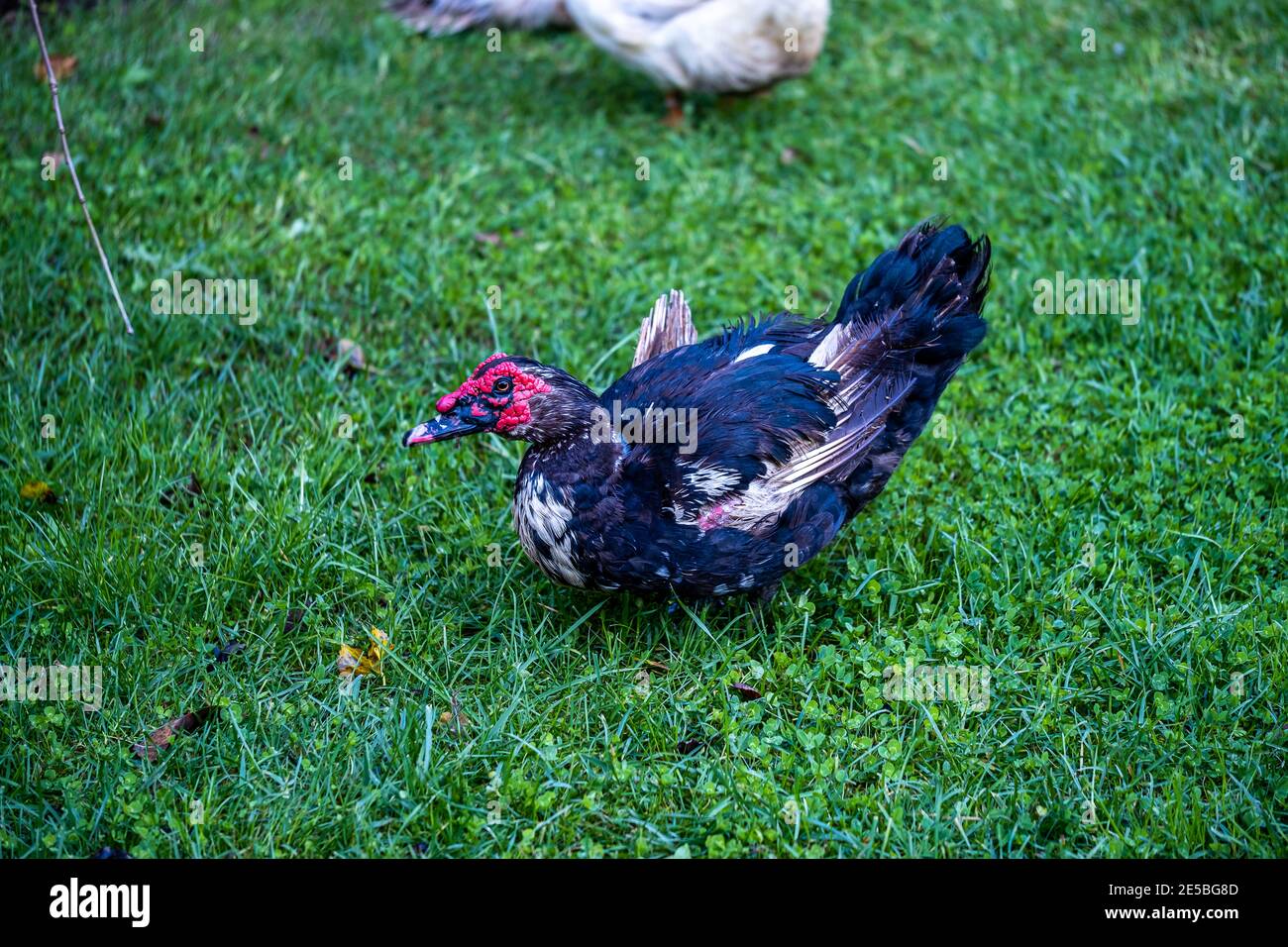 Black muscovy duck (Latin name: Cairina moschata Stock Photo - Alamy