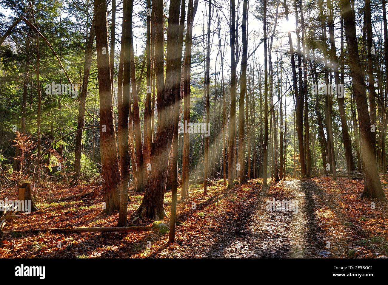 Sunlight through the forest in autumn Stock Photo - Alamy