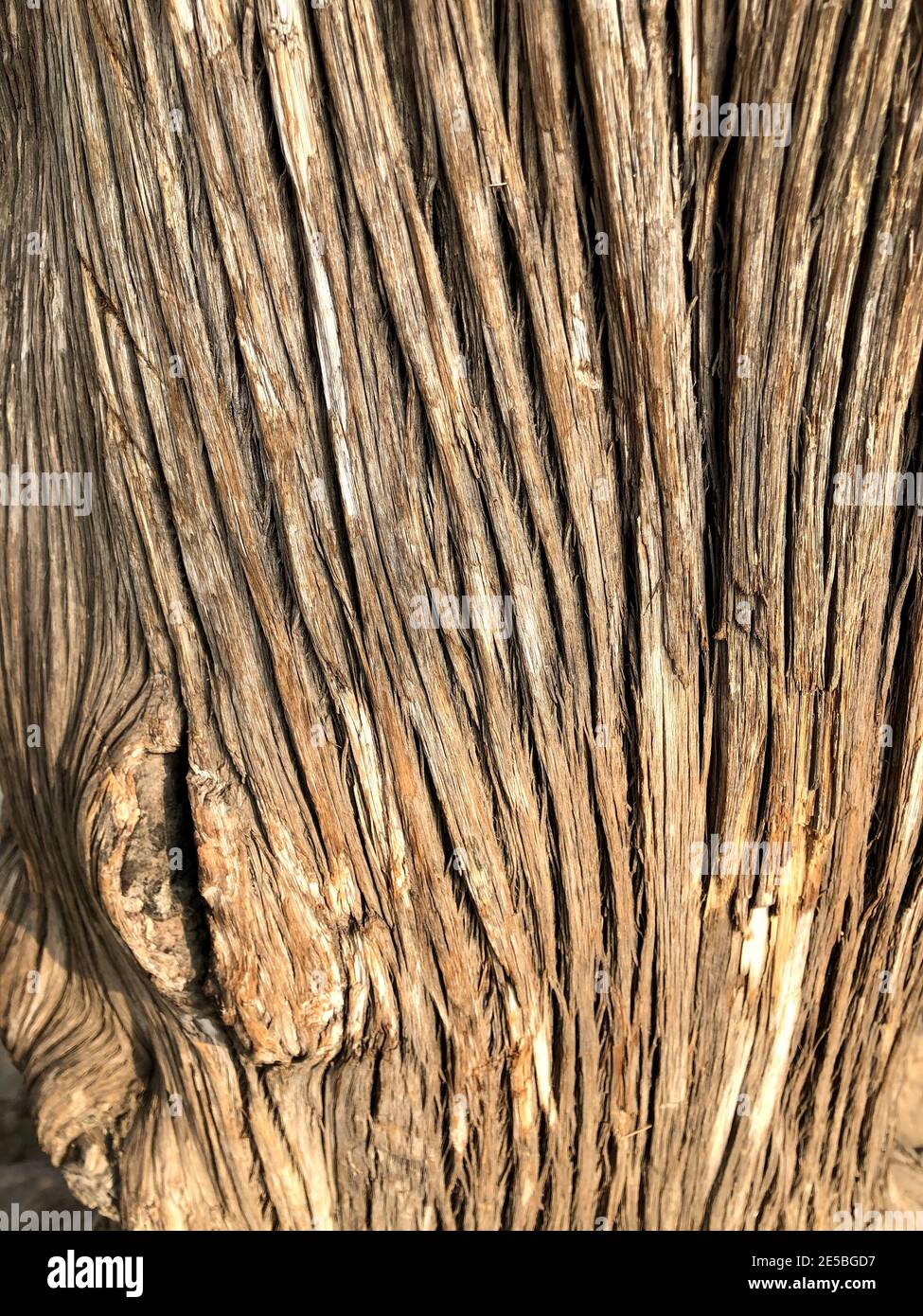 Vertical shot of old bumpy tree bark texture in the daytime Stock Photo ...