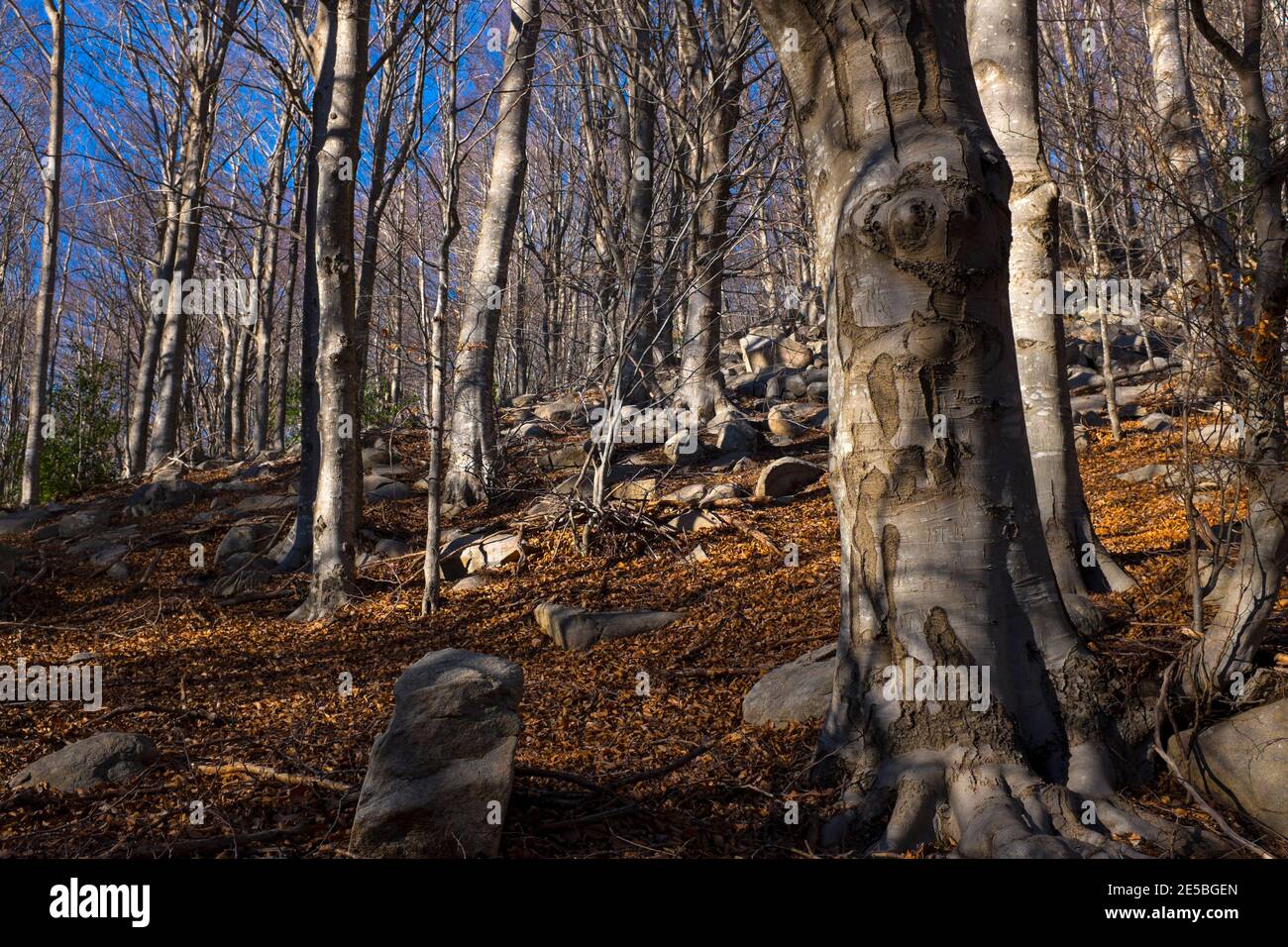 Winter forest path, Parc Natural de Montseny, Catalonia Stock Photo - Alamy