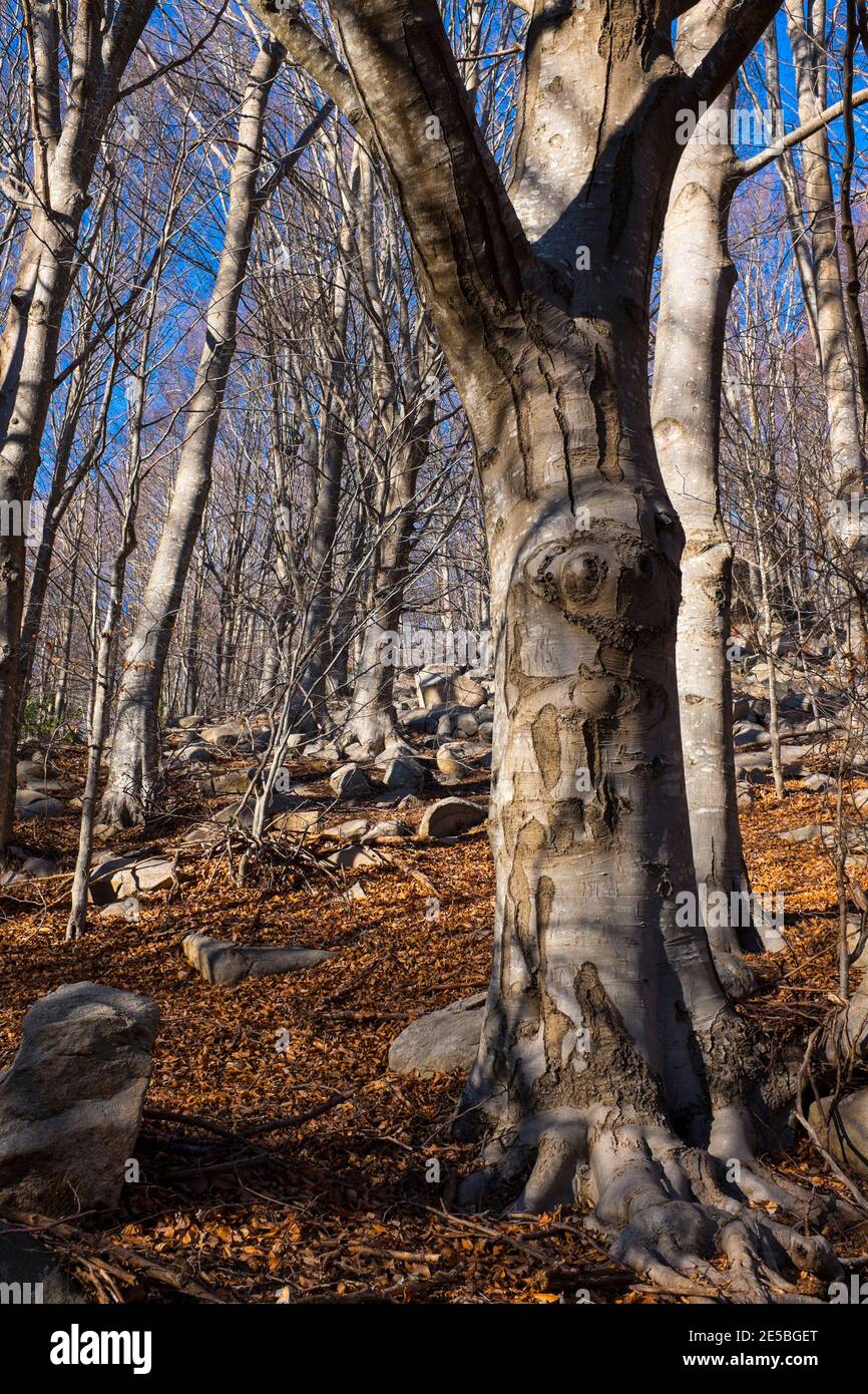 Eyes on trees. Winter forest path, Parc Natural de Montseny, Catalonia ...