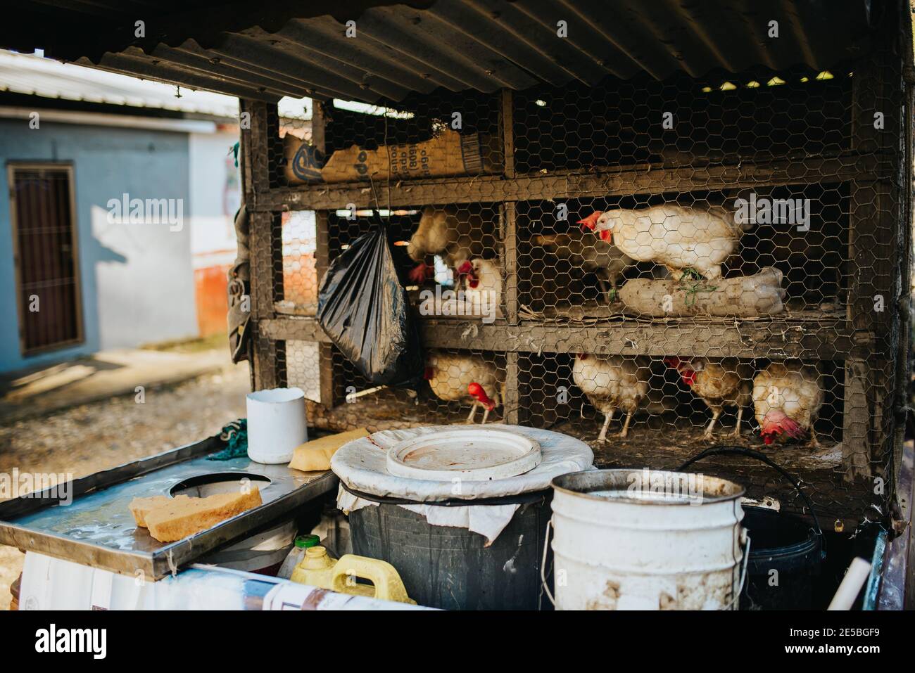 Big cage with chicken for sales outdoors Stock Photo - Alamy