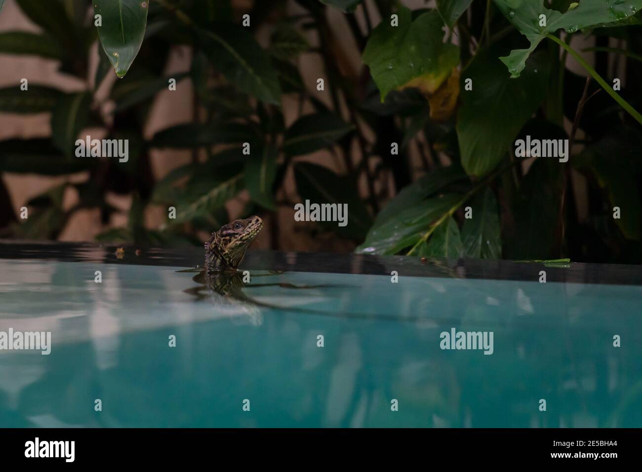 Sailfin Philippine Lizard or Hydrosaurus Pustulatus in Swimming Pool ...