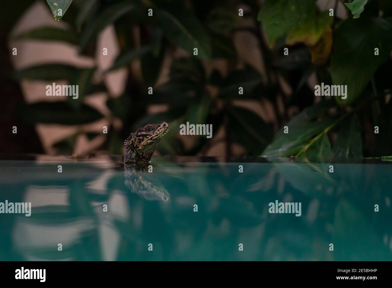 Sailfin Philippine Lizard or Hydrosaurus Pustulatus in Swimming Pool ...