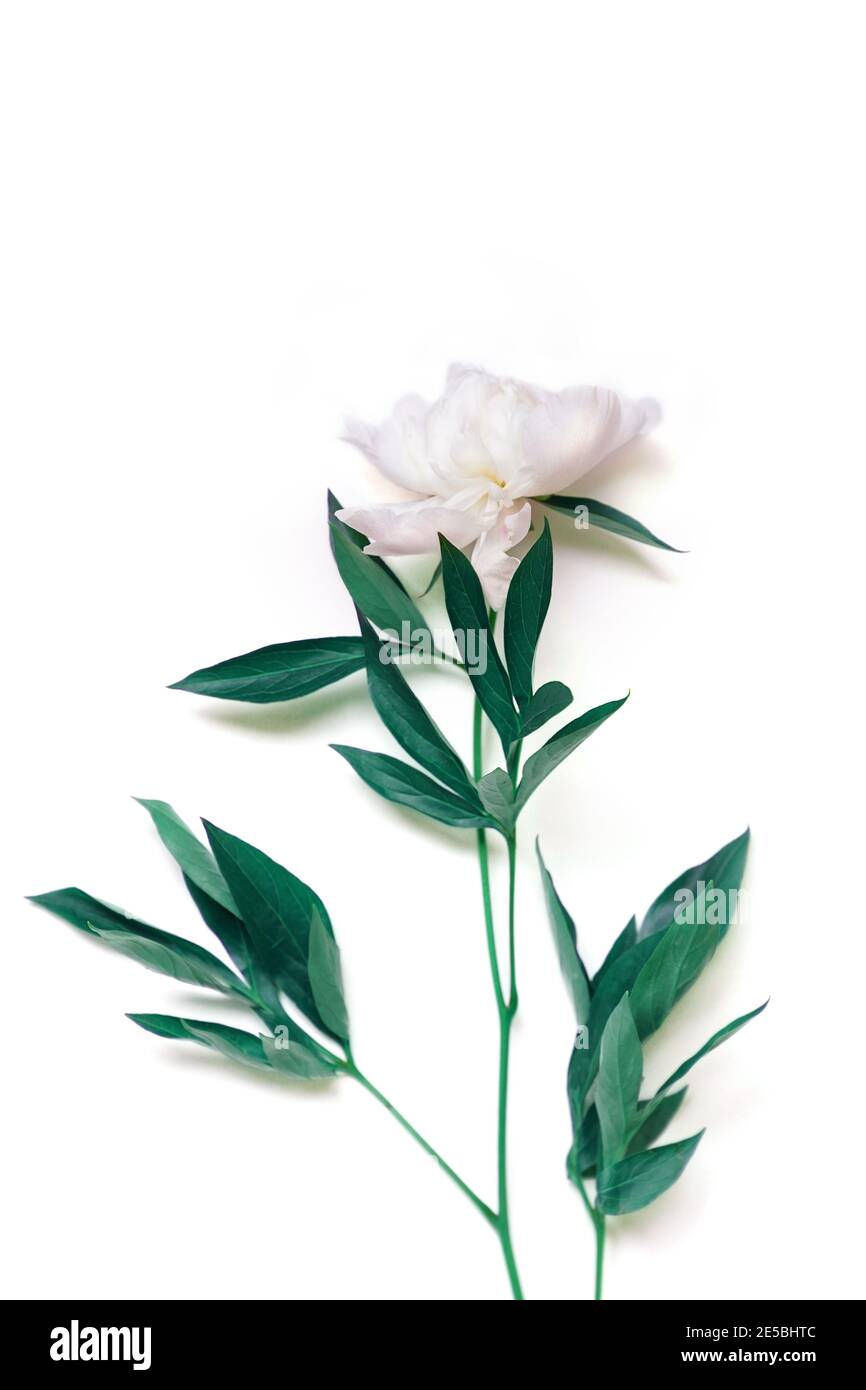 Fresh peony Cut Out Stock Images & Pictures - Alamy