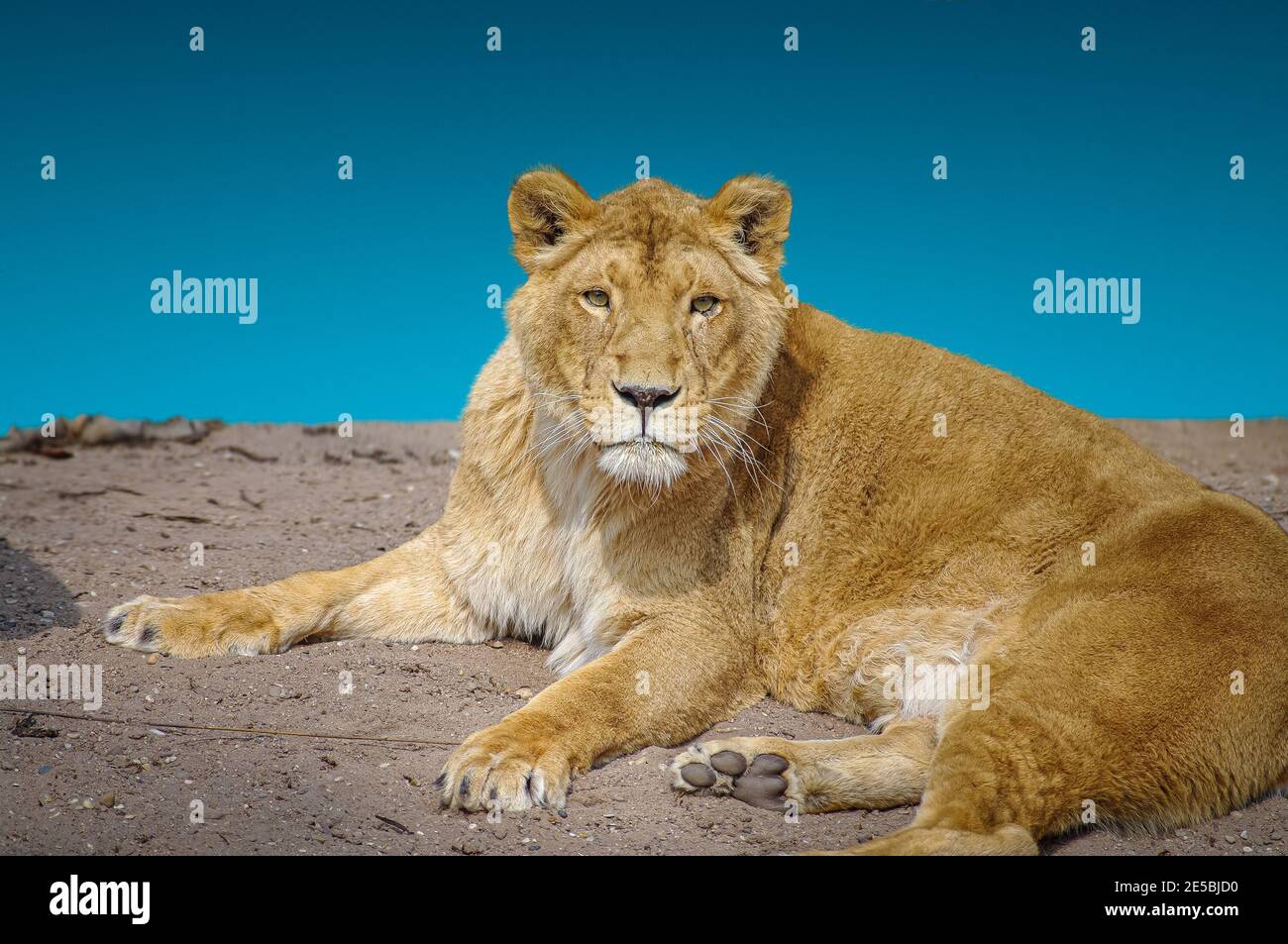Lion posing for the camera hi-res stock photography and images - Alamy