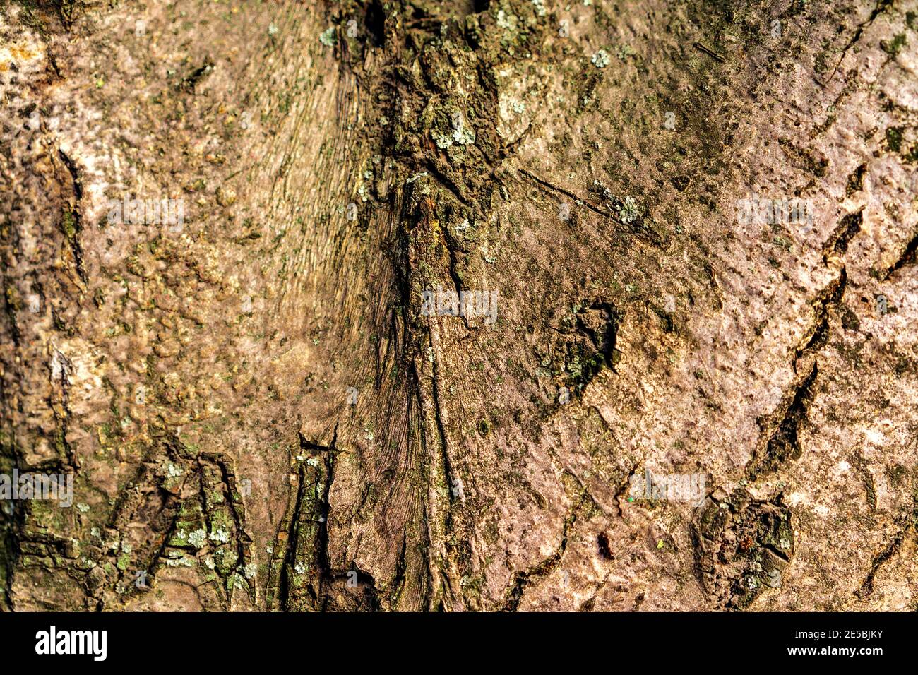 Texture of wood tree bark for background Stock Photo - Alamy