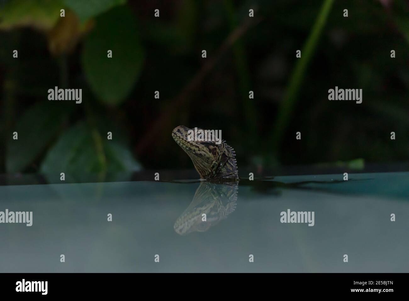 Sailfin Philippine Lizard or Hydrosaurus Pustulatus in Swimming Pool ...