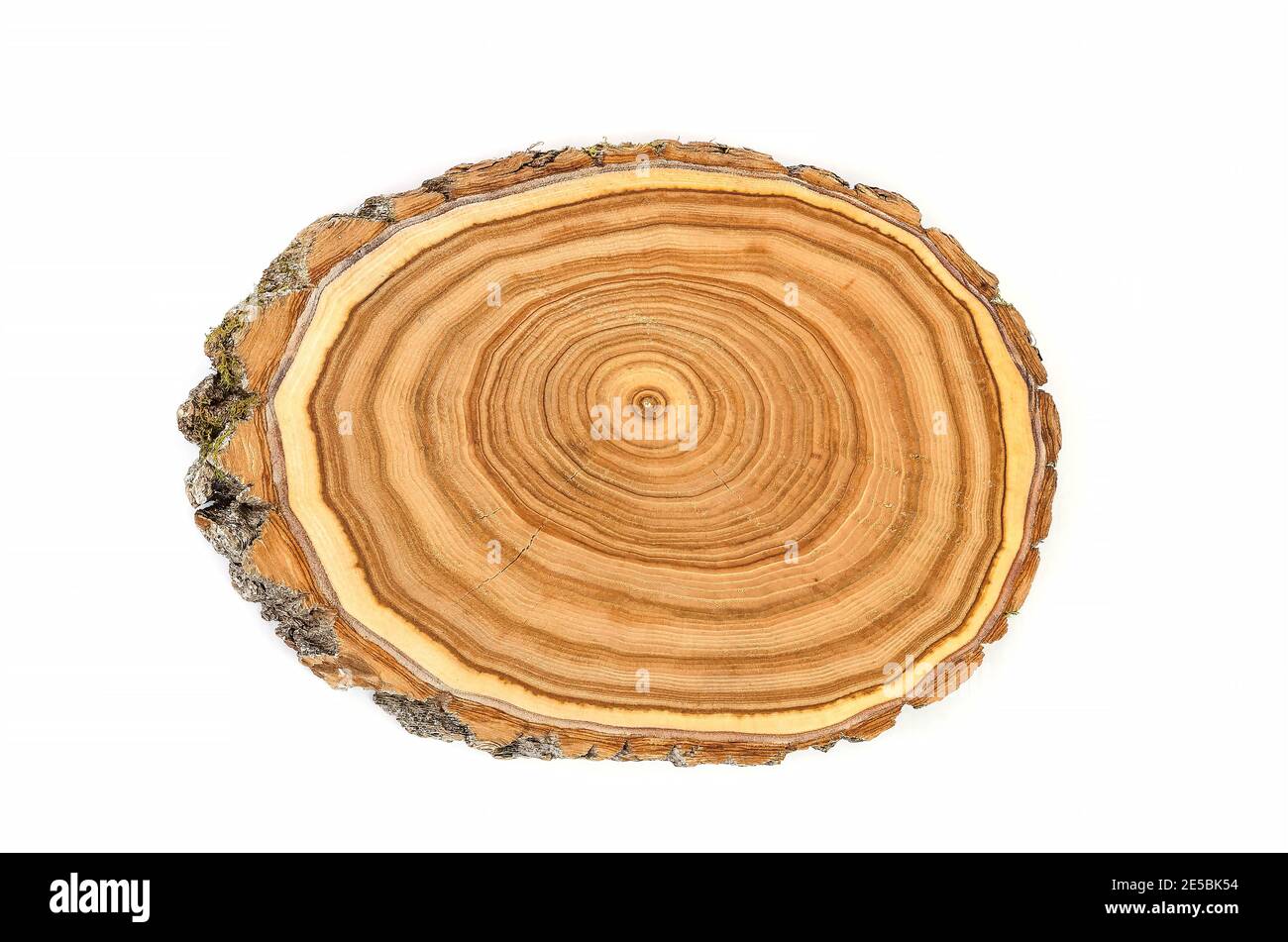 Cross section of a cut wood tree trunk slice with wavy pattern cracks ...
