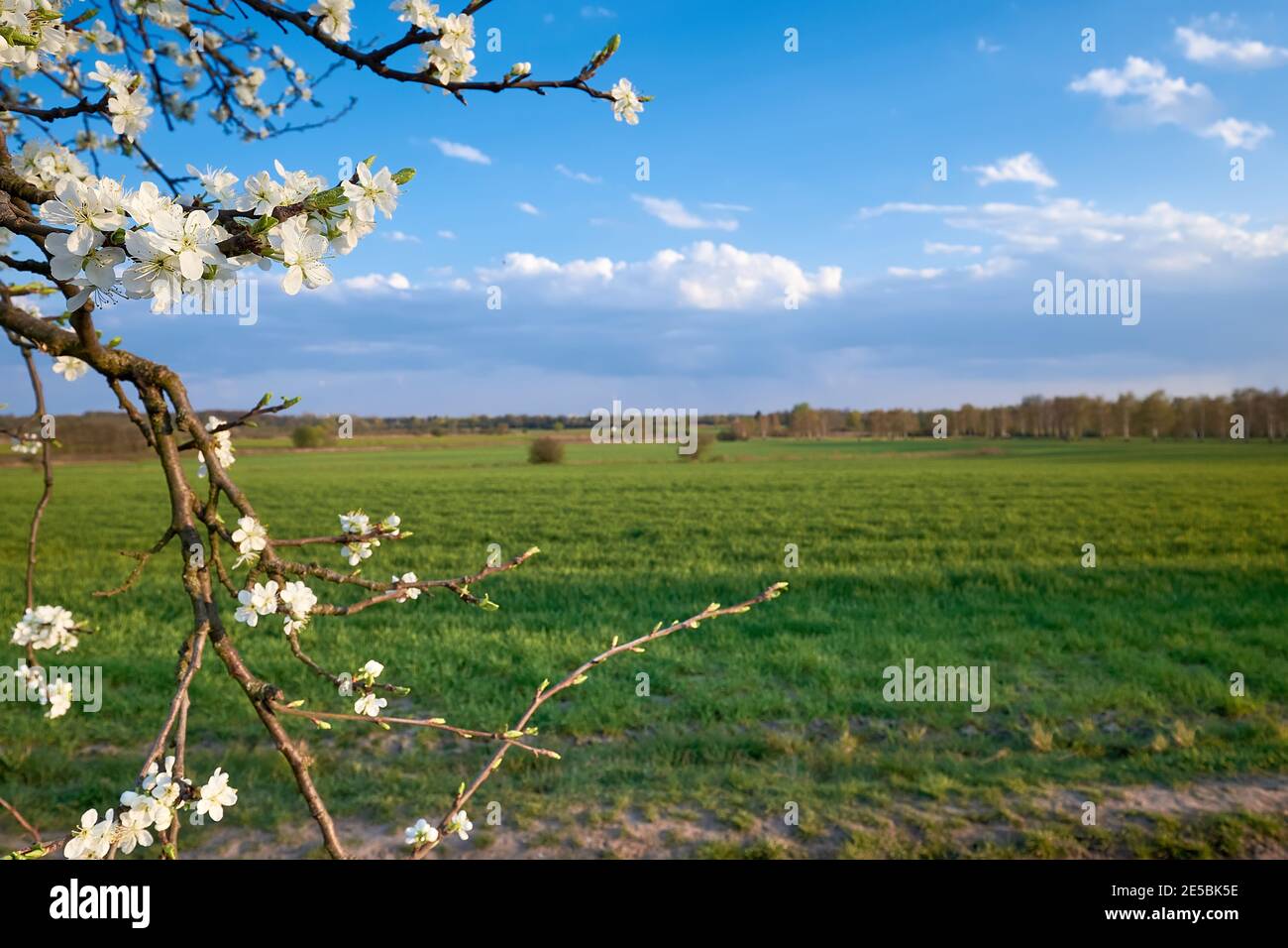 Springtime field with planted crop. Agricultural farmland, countryside ...