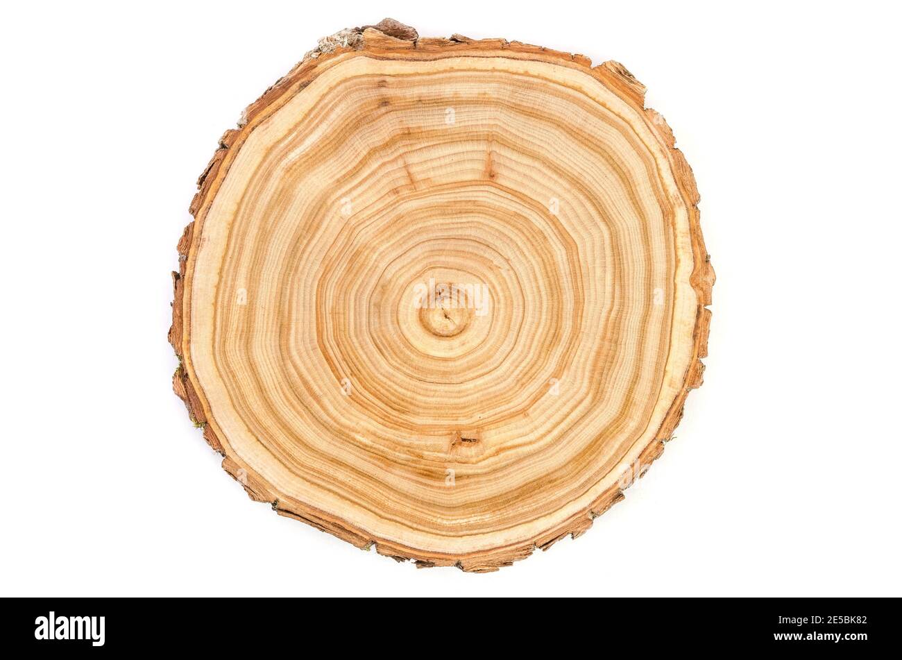 Cross section of a cut wood tree trunk slice with wavy pattern cracks ...