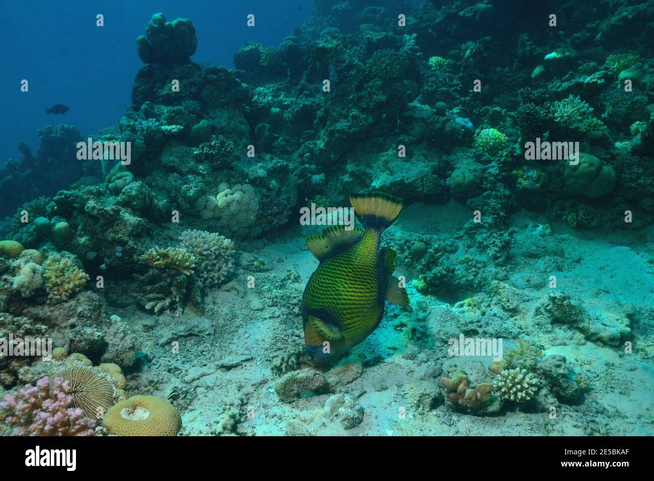 Balistoides viridescens, giant triggerfish, titan triggerfish, Riesen ...