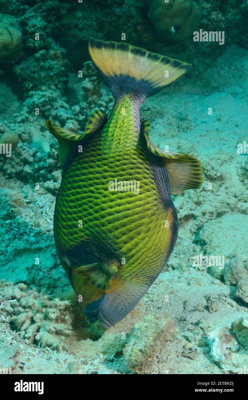 Balistoides viridescens, giant triggerfish, titan triggerfish, Riesen ...