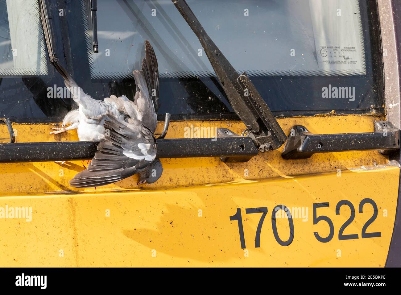 Common woiod pigeons hi-res stock photography and images - Alamy