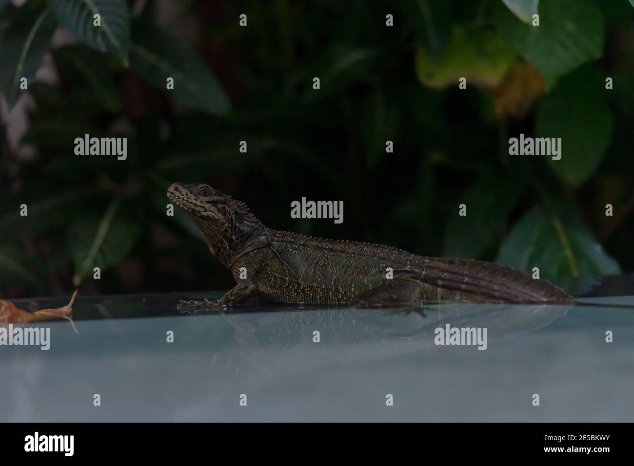 Sailfin Philippine Lizard or Hydrosaurus Pustulatus in Swimming Pool ...