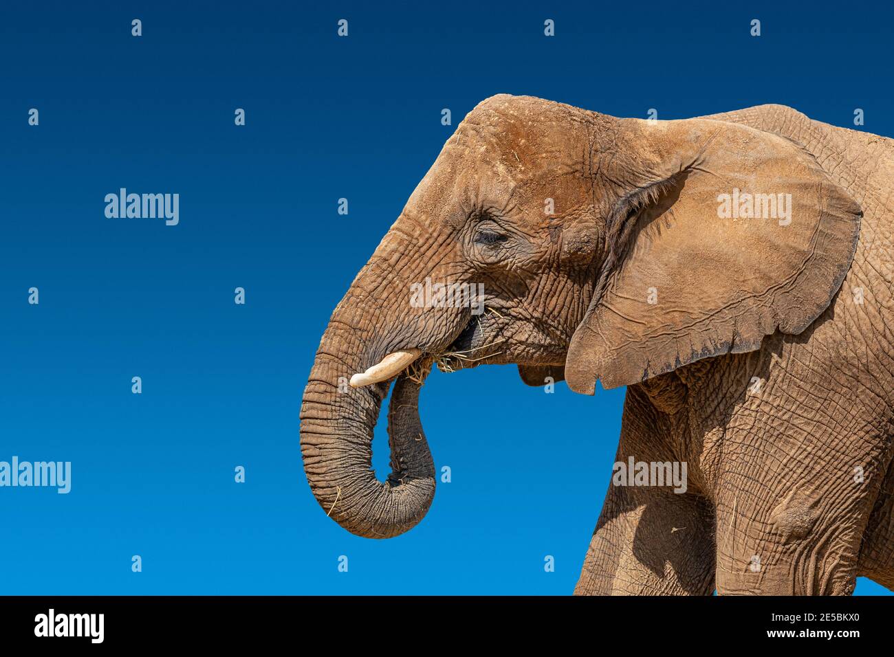 Banner with portrait of huge and powerful African elephant with tusks ...