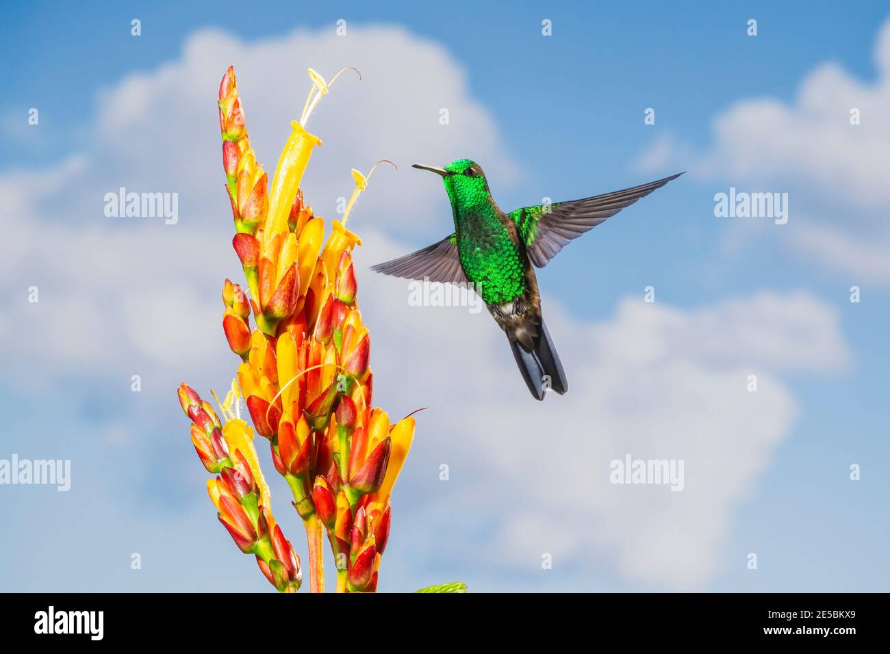 Copper-rumped Hummingbird, Saucerottia tobaci, adult male hovering at ...