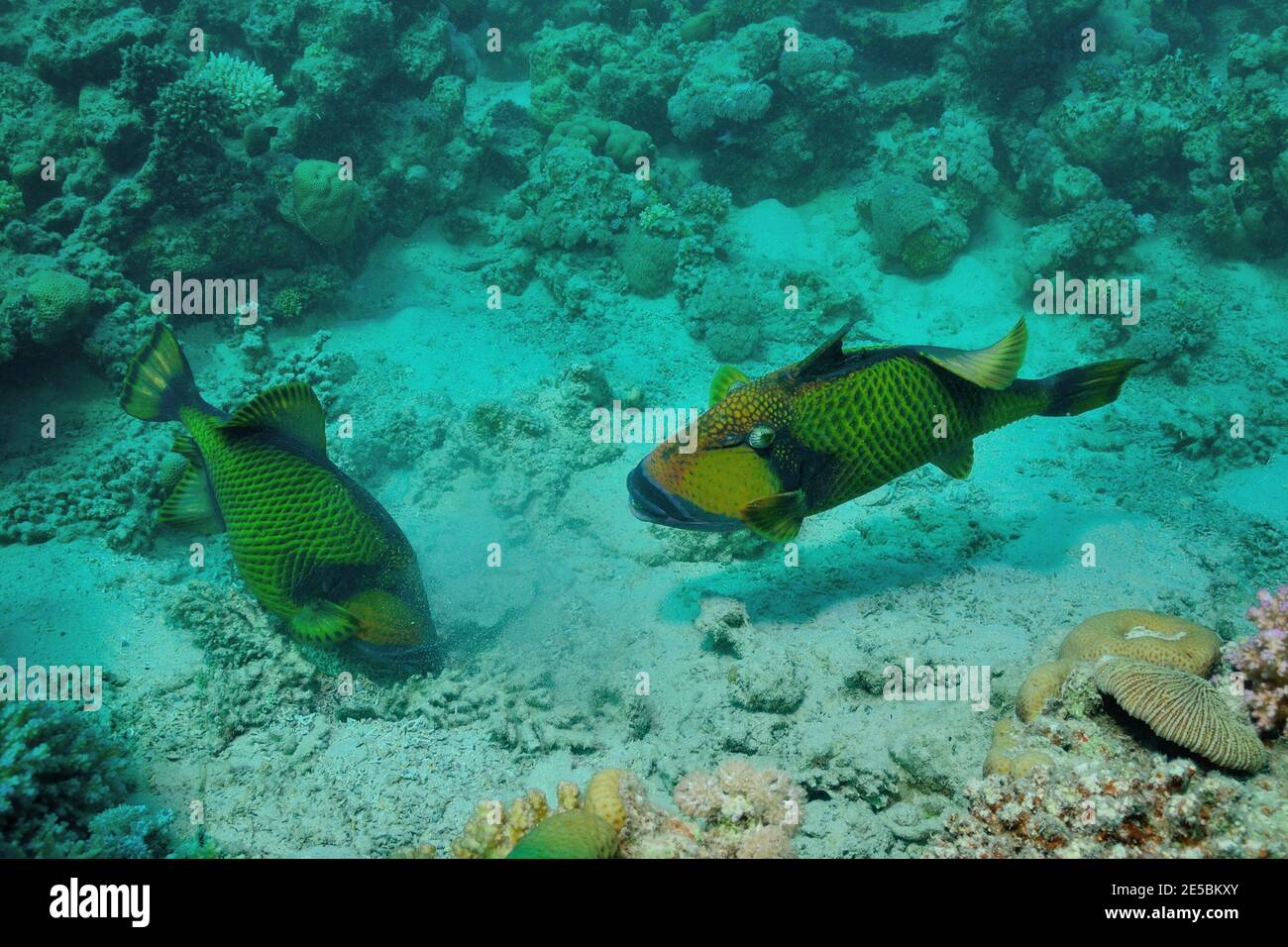 Balistoides viridescens, giant triggerfish, titan triggerfish, Riesen ...