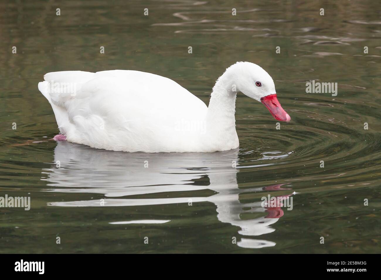 Coscoroba Swans High Resolution Stock Photography and Images - Alamy