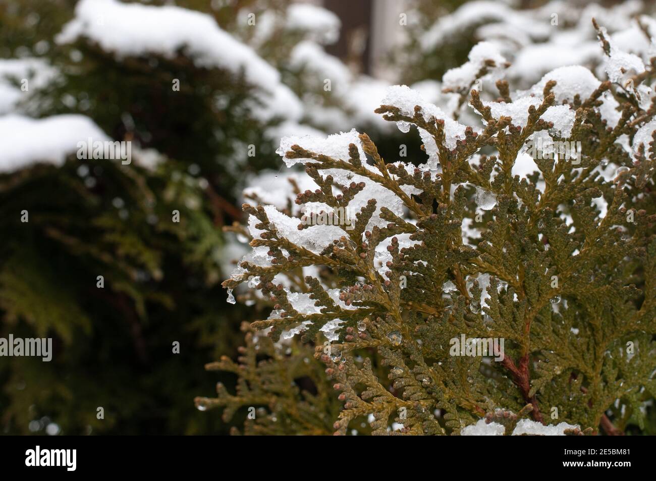 the green twigs of a thuja shrub in winter with snow Stock Photo - Alamy